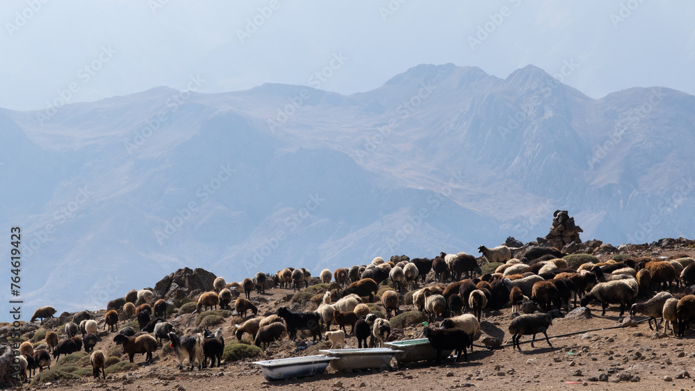 Flock of sheep in the Iranian mountains, Elbrus mountain range, Iran ...