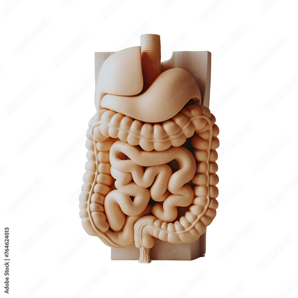 Human Organ System Model: Digestive System - PNG Cutout Isolated on a ...