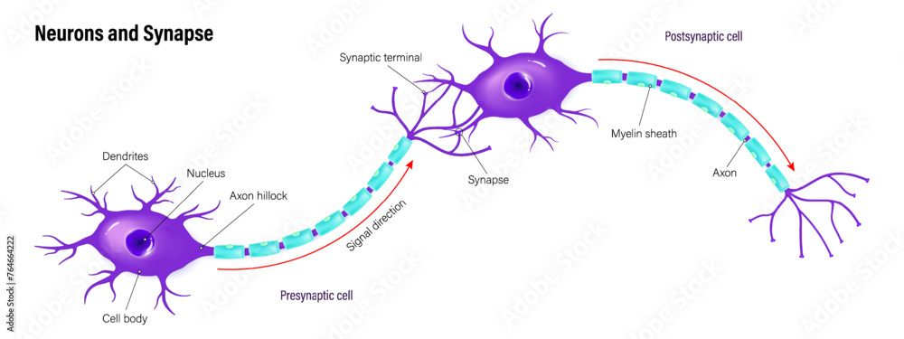 Neurons and synapse vector. Neuron anatomy. Neural communication ...
