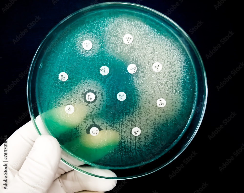 Antimicrobial Susceptibility Testing Of Pseudomonas Aeruginosa Mueller Hinton Agar Plate Stock