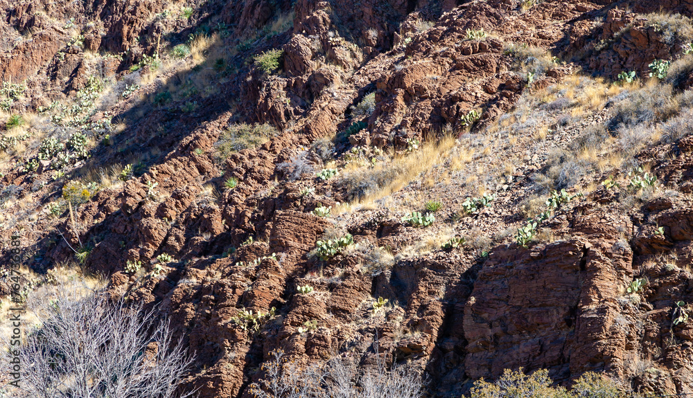 Opuntia chlorotica, prickly pear and other desert plants growing on ...