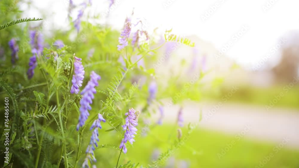 Vicia cracca (tufted, cow, bird, blue or boreal vetch), is species of ...