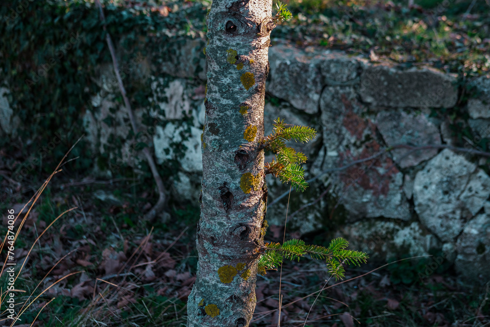 pine tree body with new growing branches, young plant, vegetative ...