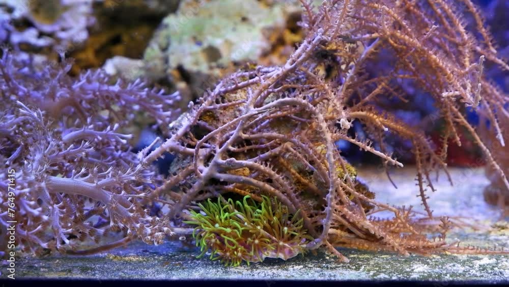 green star polyp colony move long tentacle in circular flow, Kenya tree ...