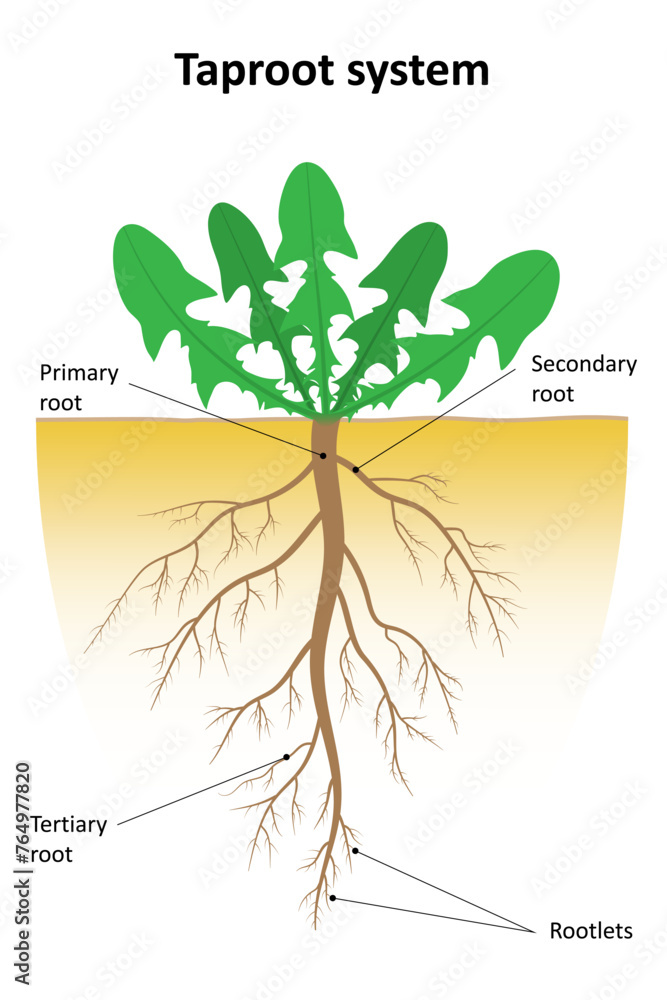 Labeled diagram of taproot system. Stock Vector | Adobe Stock