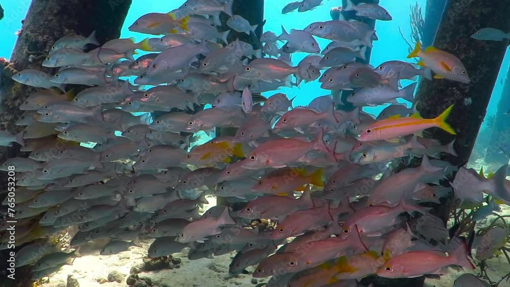 School of fish swimming under the pier. Scuba diving under the jetty ...