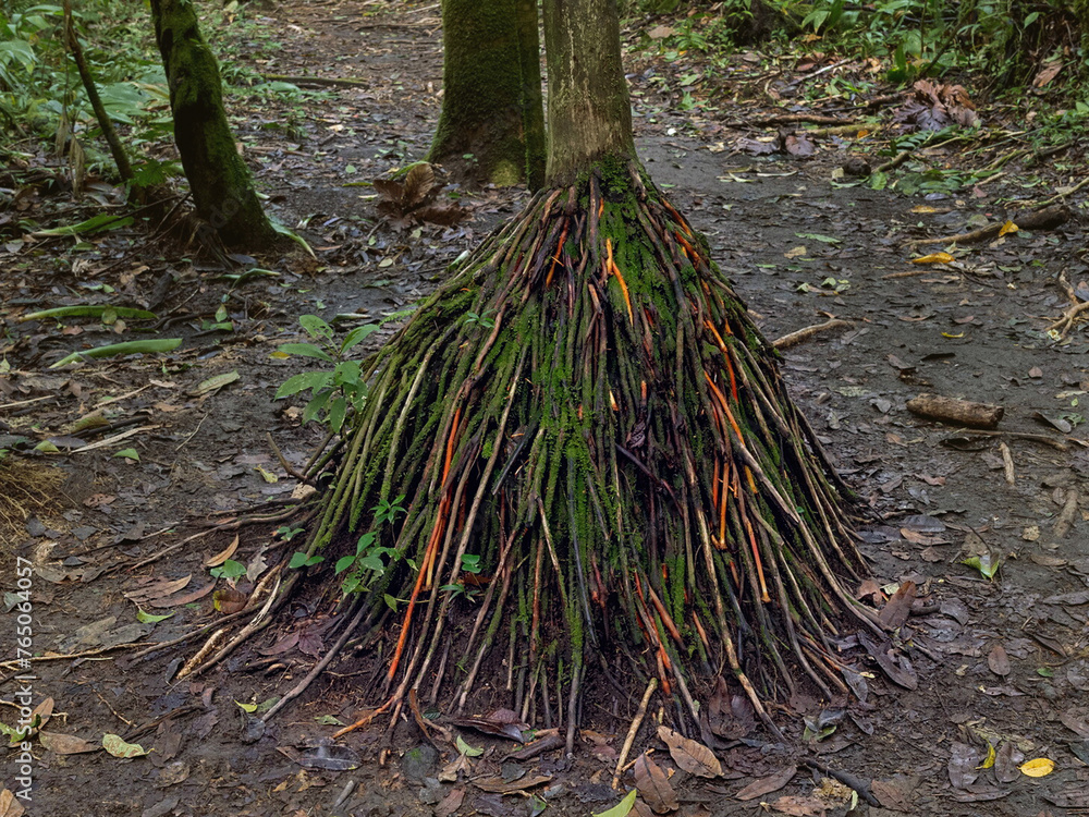 Walking tree, Arenal Volcano National park, Costa Rica Central America ...