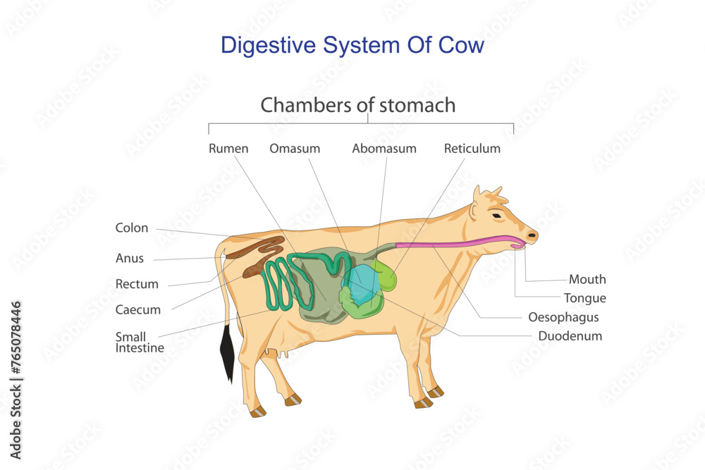Ruminant digestion system with inner digestive structure outline ...