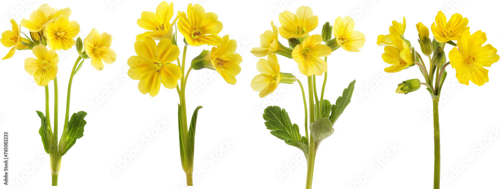 Bouquet flowers yellow primrose. Bud of a spring flower. Isolated on ...