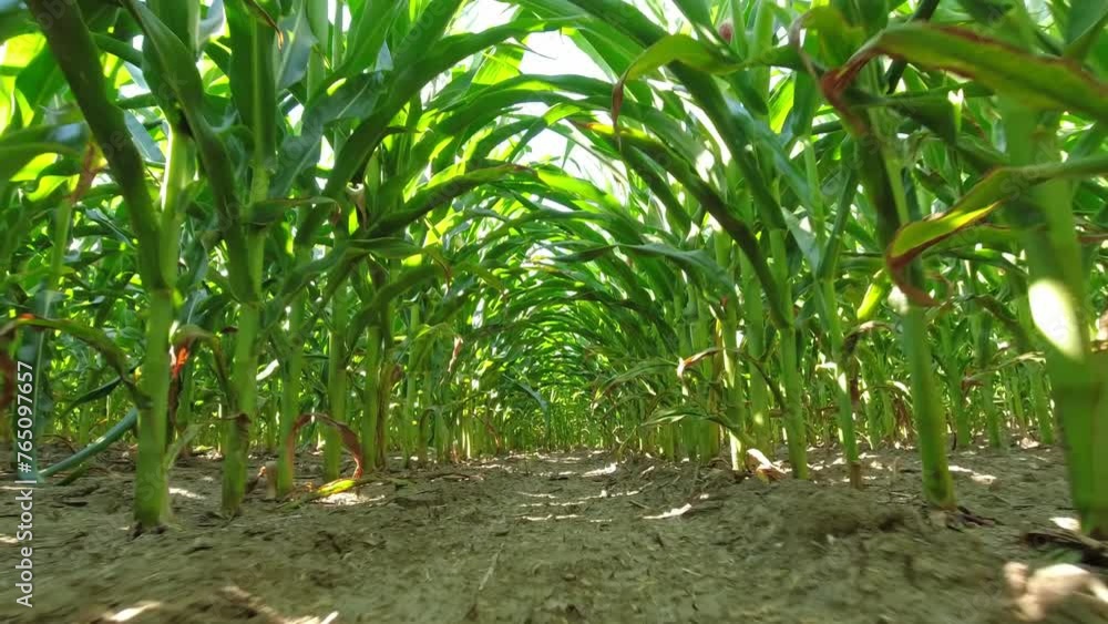 Corn maize close up, agriculture field, young green corn seedling crops ...