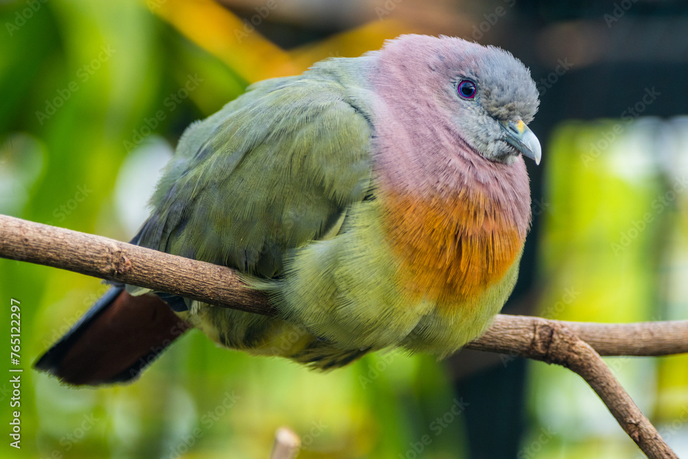 The pink-necked green pigeon (Treron vernans) is a species of bird of ...