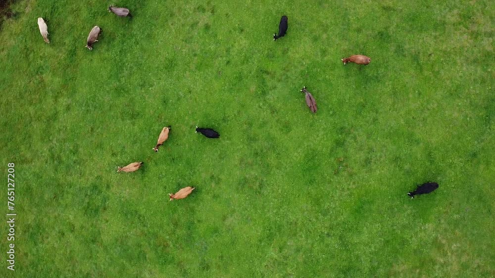 Dron. Plano cenital. Top view. Vacas pastando. rebaño de vacas pastando ...