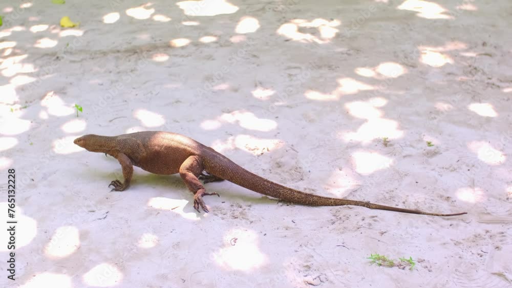 Monitor lizard walks on the sand between the trees. Time-lapse footage ...