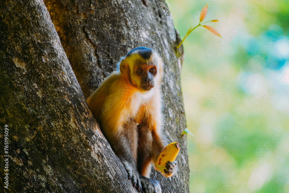 Capuchin monkey is seen in the tree, in the municipal resort, in Bonito ...