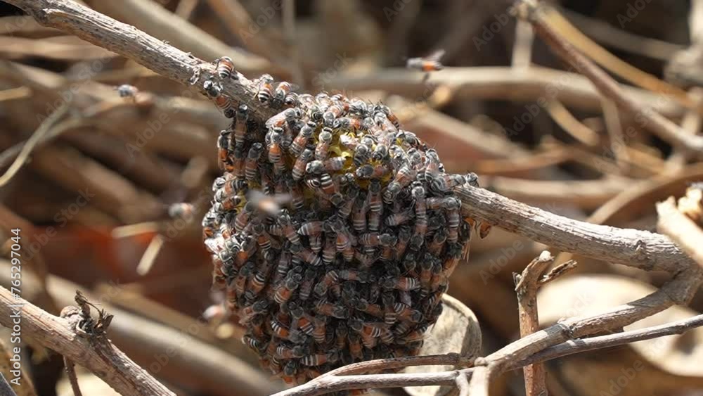 Slow Motion of 240fps Bee Hive and bees flying in Natural Honey Comb ...