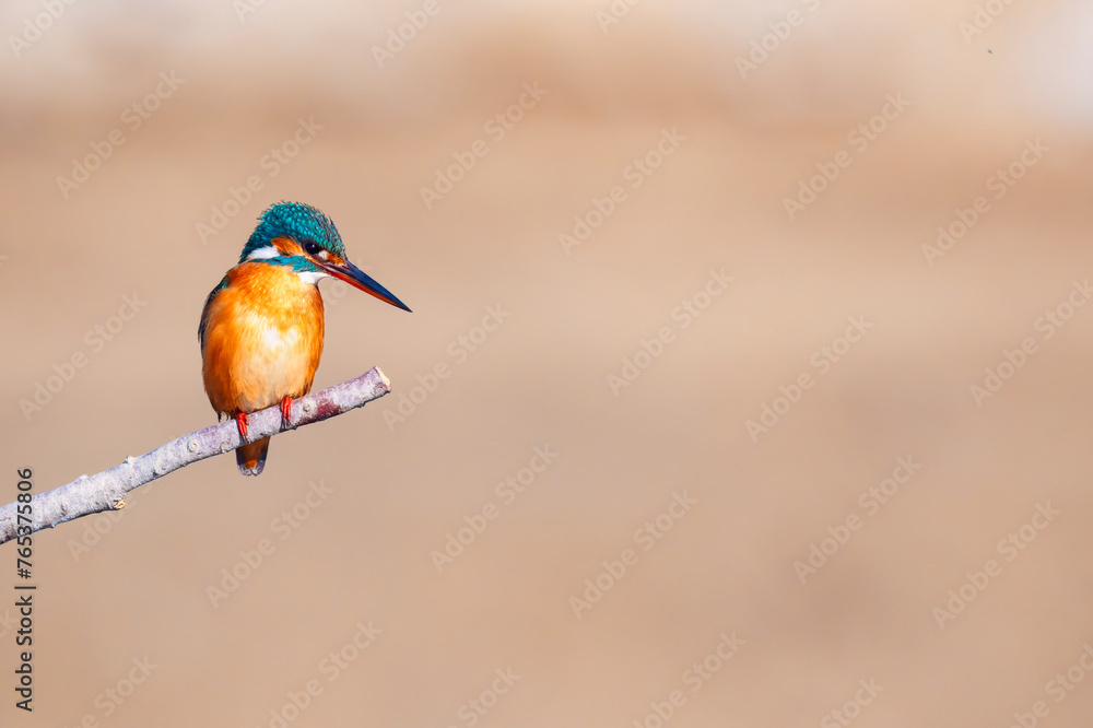 King Fisher is sitting on a branch peacefully. King fisher bird while ...