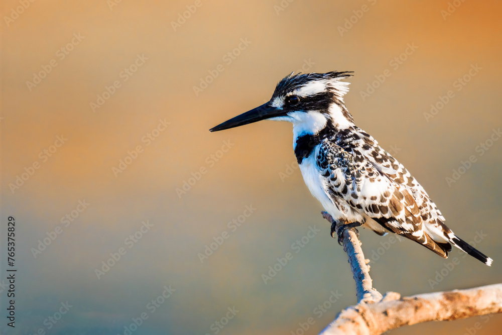 King Fisher is sitting on a branch peacefully. King fisher bird while ...