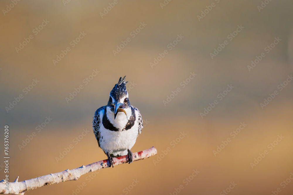 King Fisher is sitting with his catch. King fisher bird while hunting ...