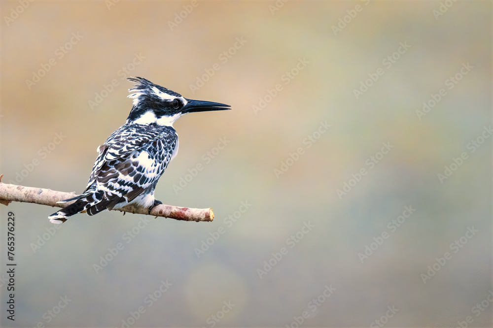 King Fisher is sitting on a branch peacefully. King fisher bird while ...