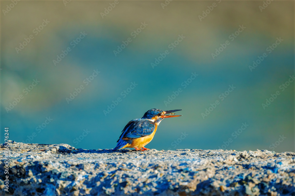 King Fisher is sitting on a branch peacefully. King fisher bird while ...