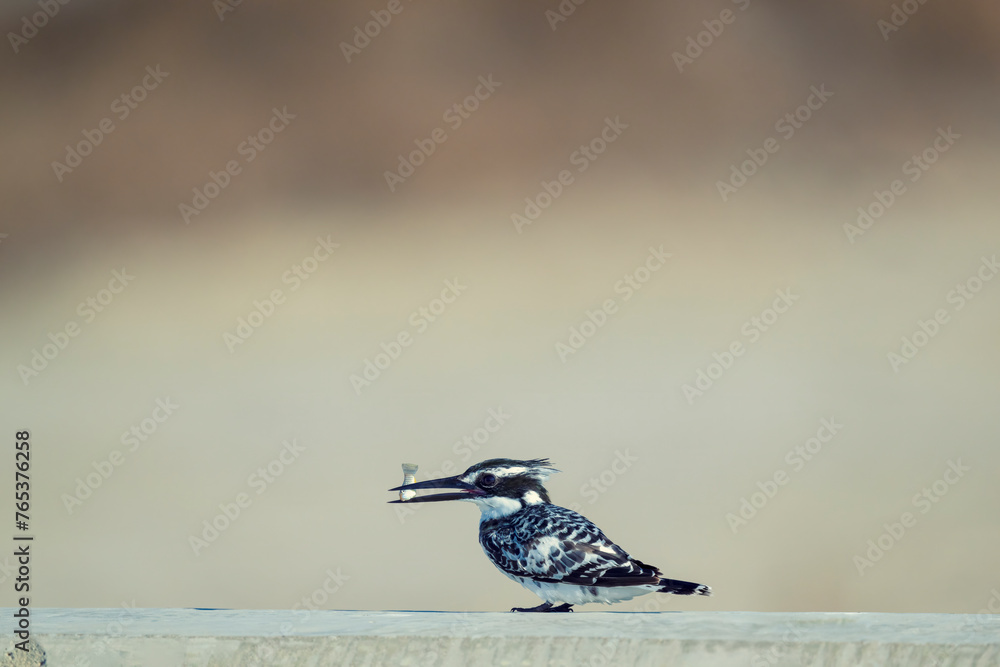 King Fisher is sitting with his catch. King fisher bird while hunting ...