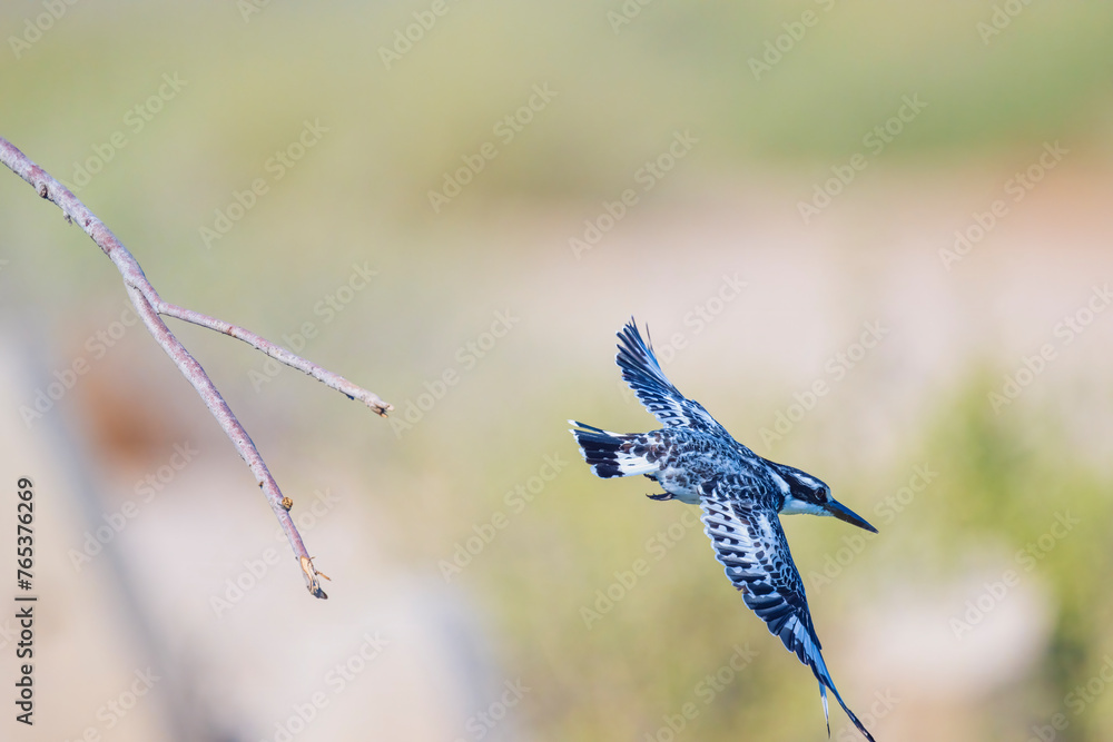 Foto de King Fisher fish flying from branch for hunting. King fisher ...