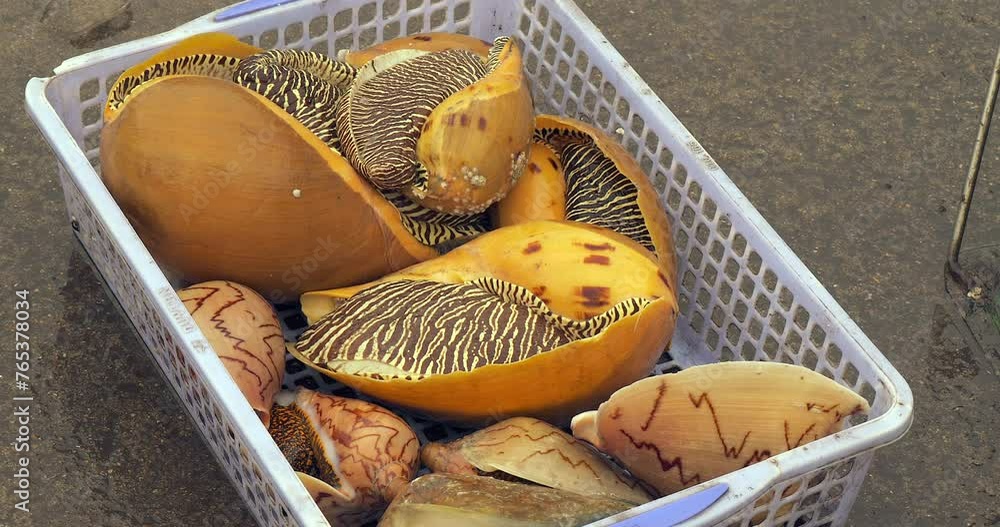 Zoom out of a plastic crate overflowing with fresh tiger cowries. These ...