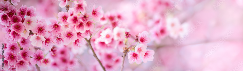 Nature of sakura flower in garden using as cover page background ...