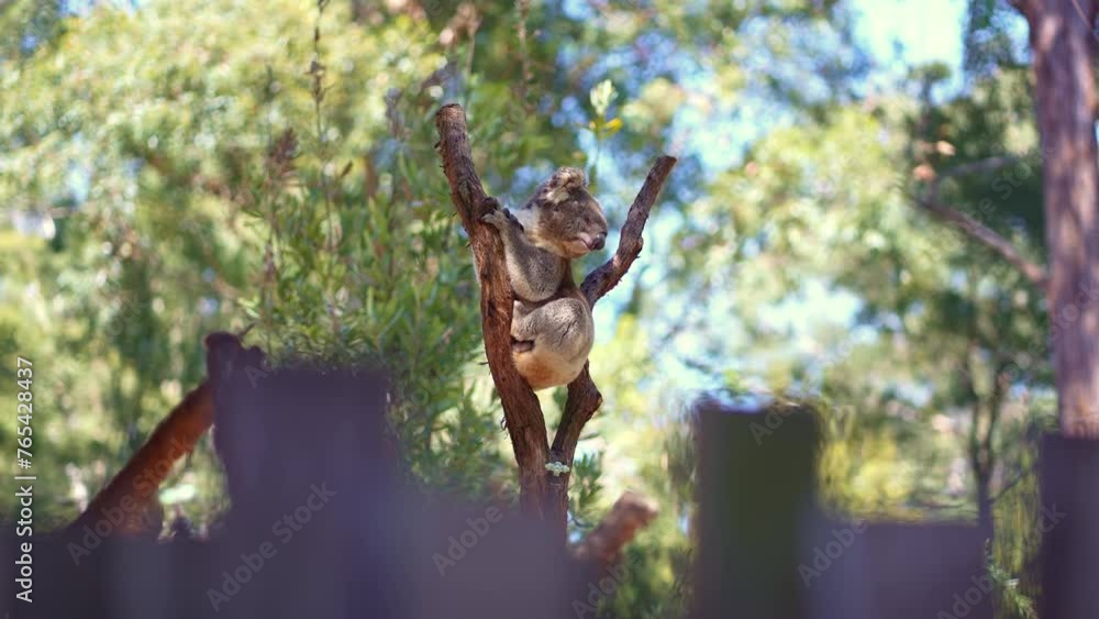 koala on a tree in Healesville Sanctuary in Yarra Valley. zoo with ...