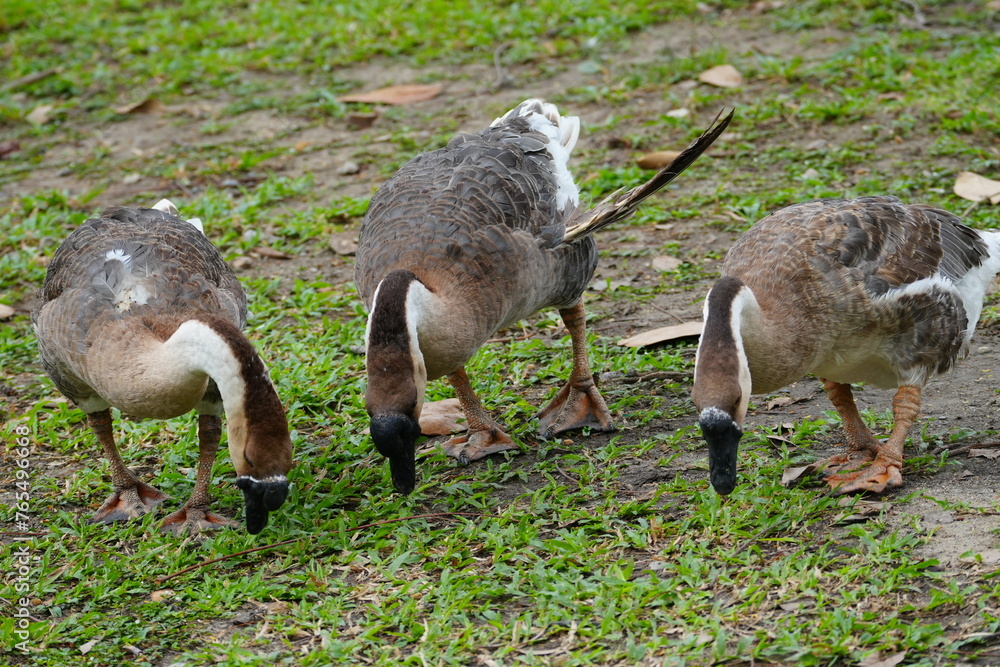 Classic Chinese goose with brown feathers and a black beak is shown ...