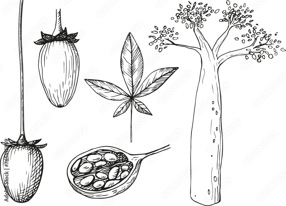 Baobab tree fruit and leaf of African plant hand drawn ink sketch ...