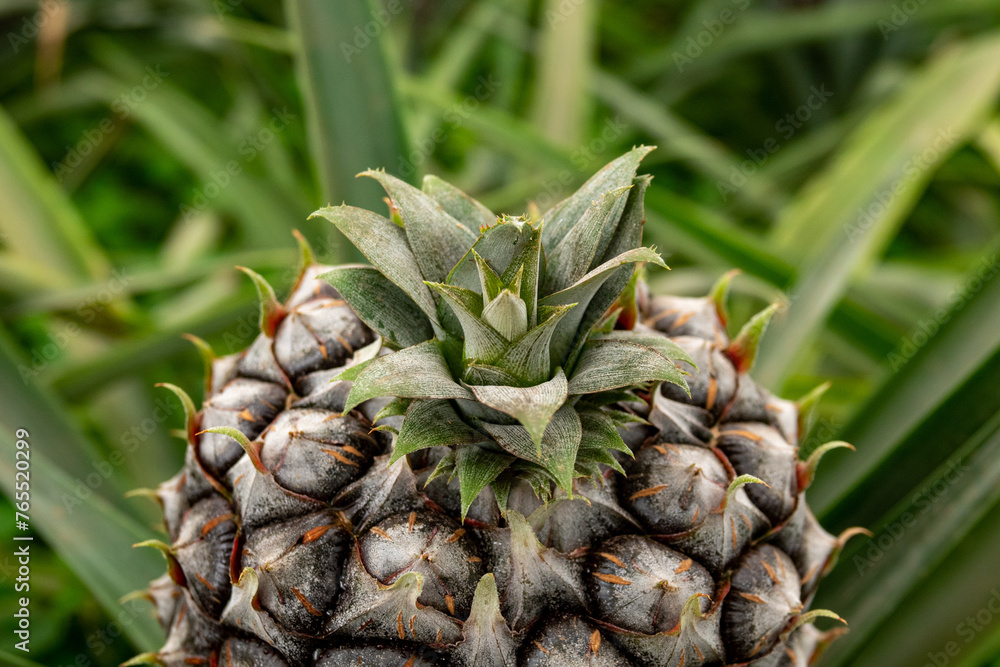 Azores, Pineapple fruit in a traditional Azorean greenhouse plantation ...