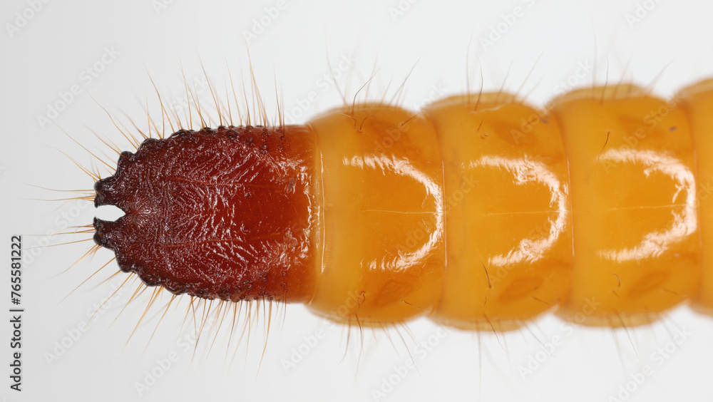 Wireworm, larva of Mouse grey Click Beetle (Agrypnus murinus ...