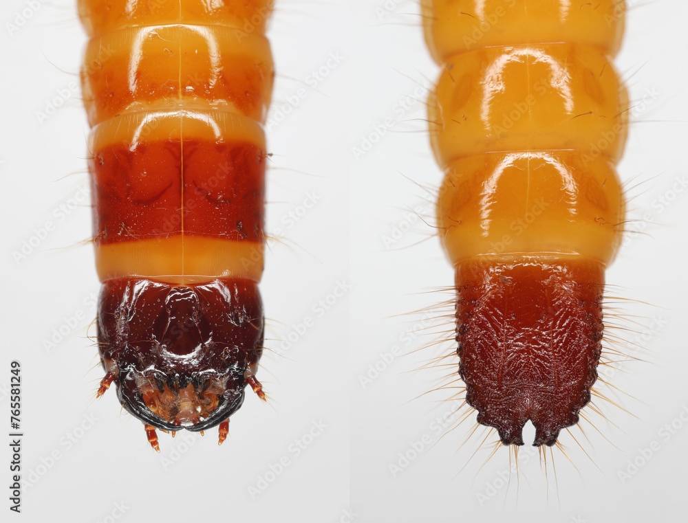 Wireworm, larva of Mouse grey Click Beetle (Agrypnus murinus ...