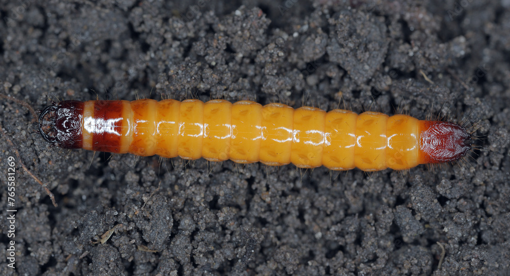 Wireworm, larva of Mouse grey Click Beetle (Agrypnus murinus ...