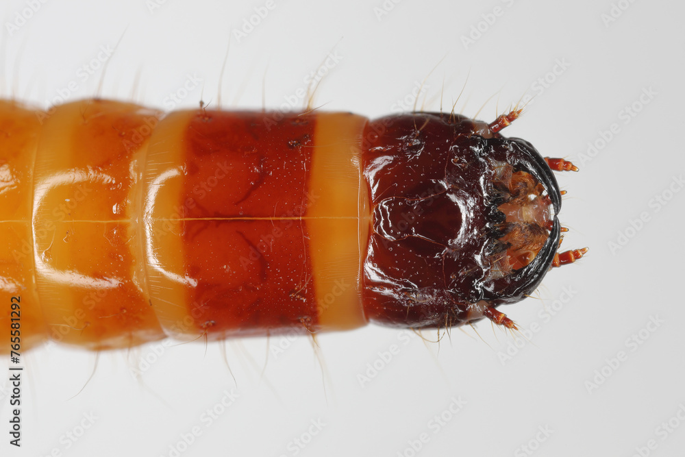 Wireworm, larva of Mouse grey Click Beetle (Agrypnus murinus ...