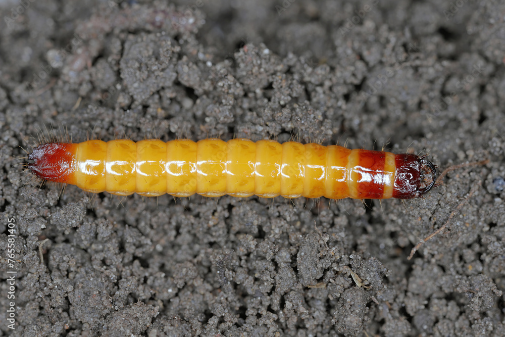 Wireworm, larva of Mouse grey Click Beetle (Agrypnus murinus ...