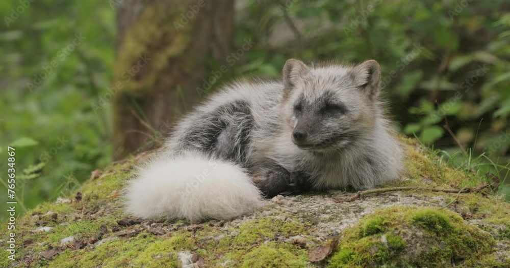 Arctic fox (Vulpes lagopus) also known as the white fox, polar fox, or ...