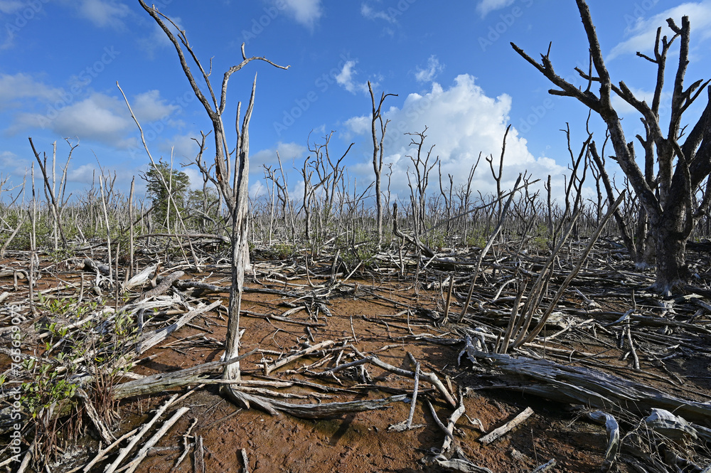 Expanse of dead mangrove trees in Everglades National Park, Florida ...