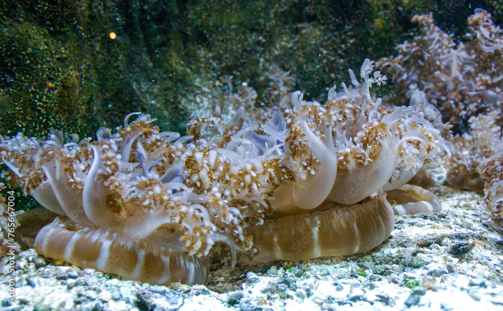 Upside-down jellyfish - Cassiopea andromeda - mangrove jellyfish ...