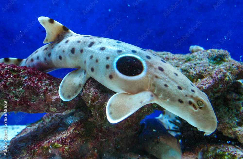 Epaulette shark (Hemiscyllium ocellatum), a shark walking along the ...