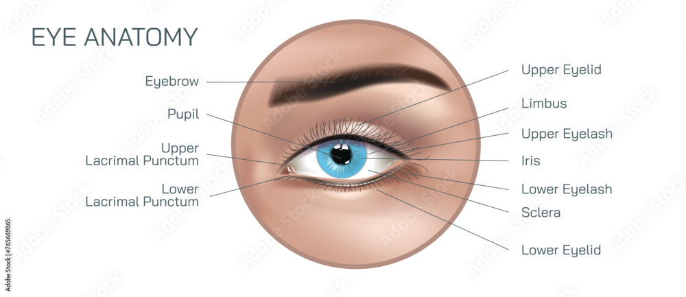 Internal and external eye anatomy vector illustration. Structure and ...