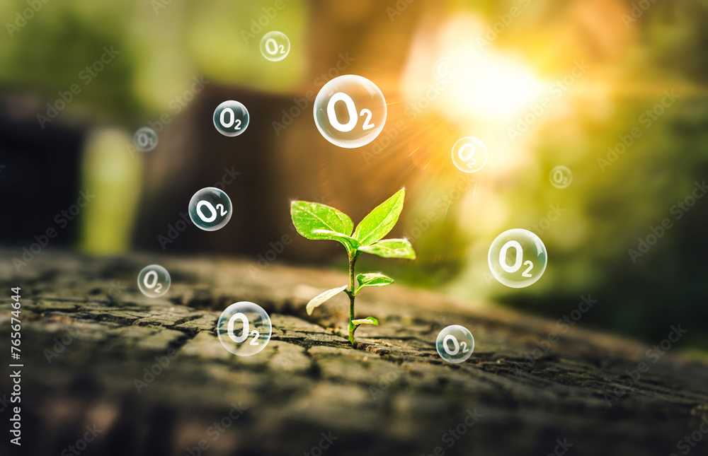 O2 molecules in bubbles and seedlings with green leaves on sunny day ...