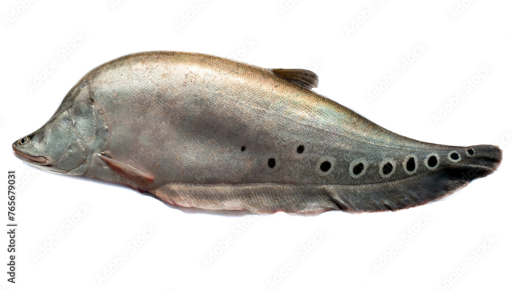 Spotted featherback fish, fresh Spotted featherback on white background ...