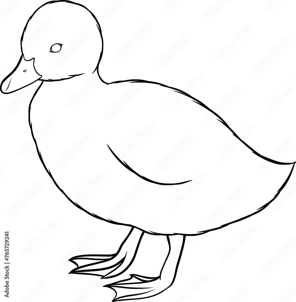 Cute duckling, vector outline illustration in ink realistic style ...