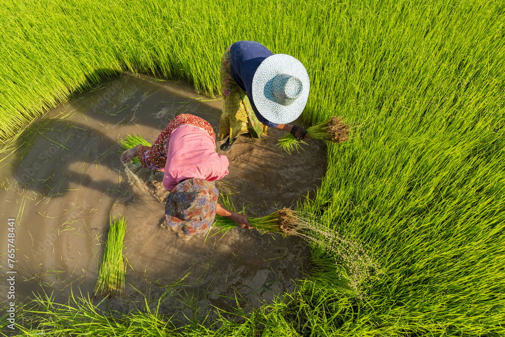 Two Asian woman rice farmer working and kick off the ground at green ...