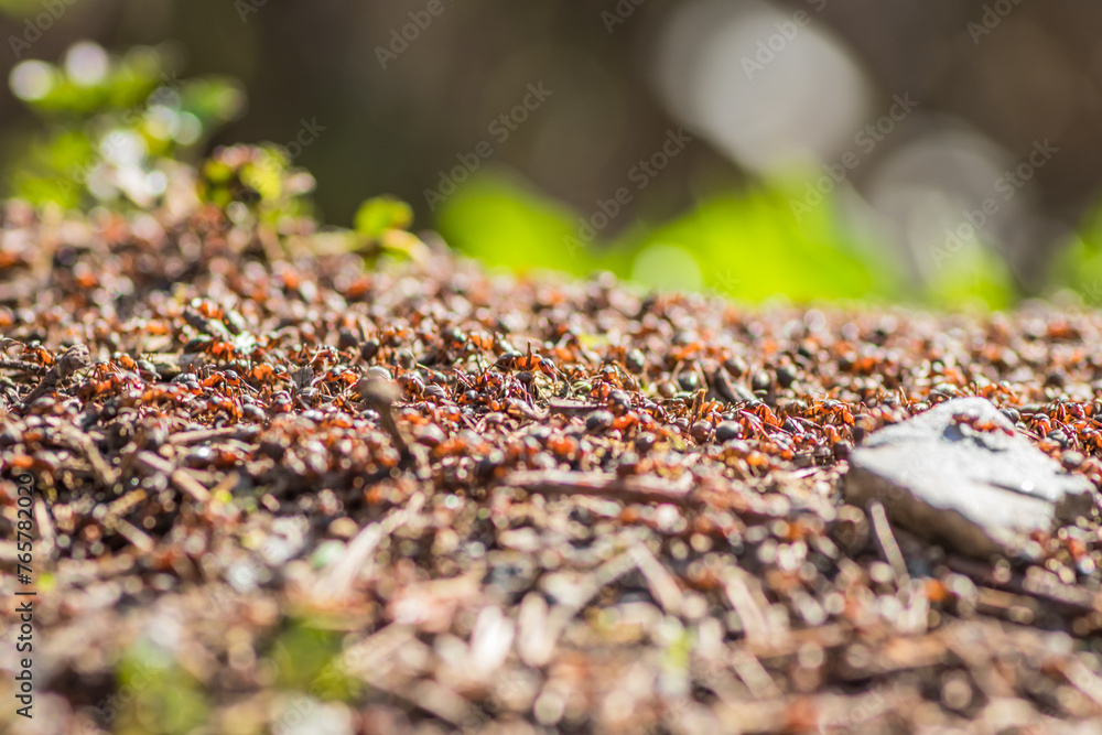 Foto de Ants nest. Fire ants crawling on the ant hill. Close up or ...