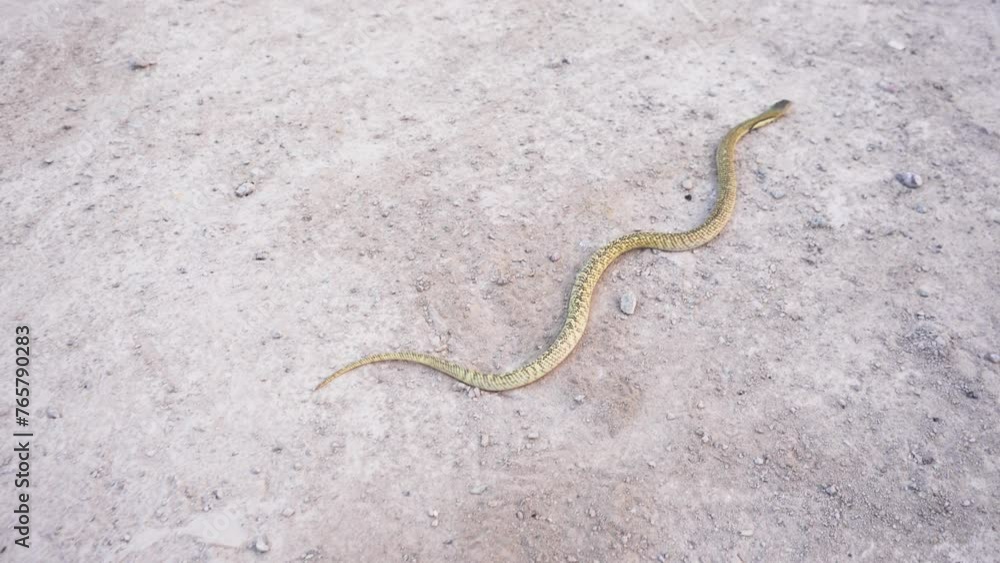 Venomous snake dangerous. Equatorial spitting cobra gold color (Naja ...