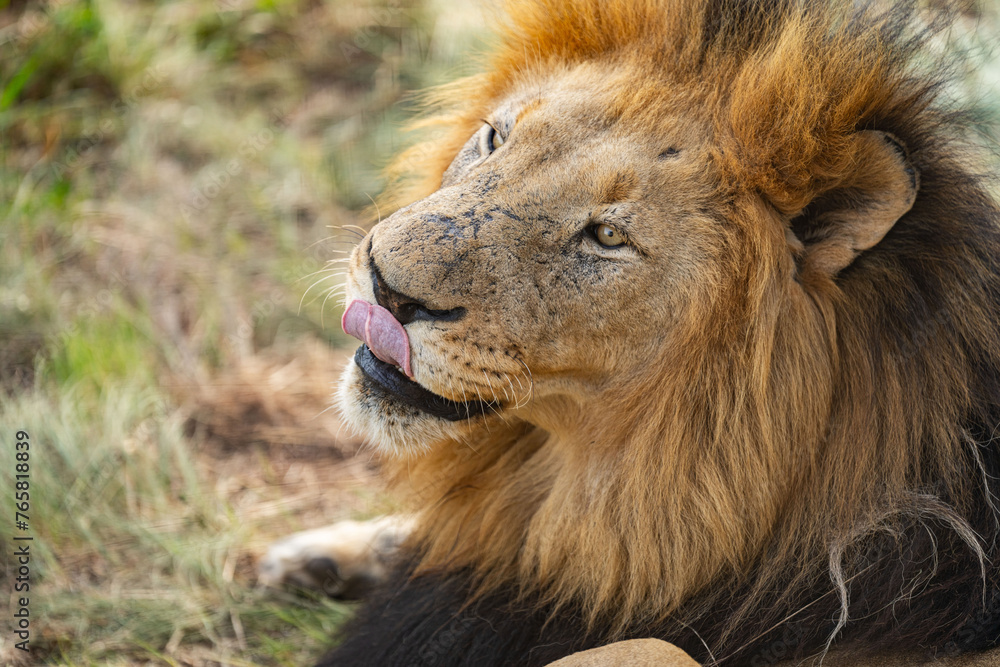 Sideview of a lion with battle scars who is happily licking his nose ...