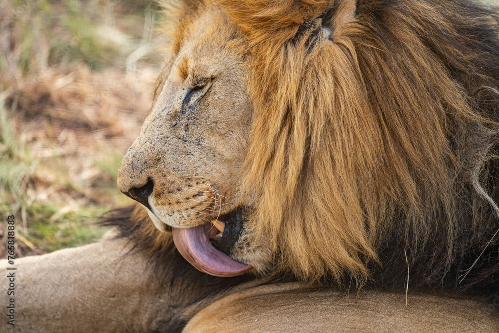 Side view of a lion grooming himself and licking his leg in the South ...